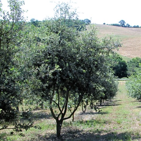 Celebrating A Milestone. The Perfect Gift. A Truffle Tree From Gascony ...